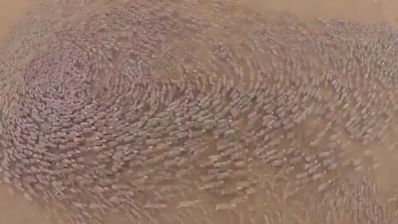 Massive Sheep Herding — Видео от Лучшие GIF из Интернета | ВКонтакте